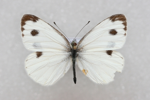 Subspecies Pieris canidia palaearctica · iNaturalist United Kingdom