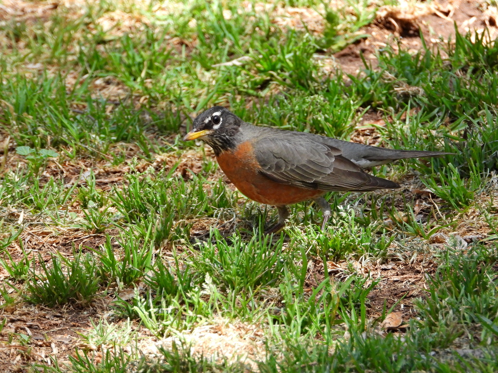 American Robin from Sierra de Alica, 98059 Zacatecas, Zac., México on ...