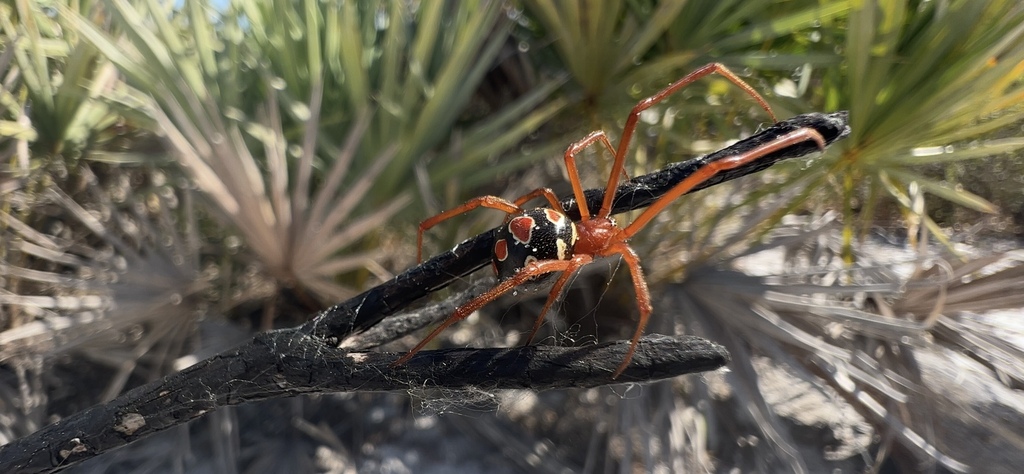 Red Widow in March 2023 by mywildbackyard · iNaturalist