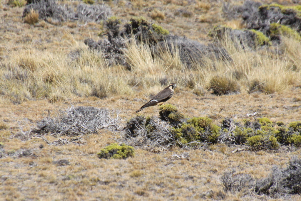 Aplomado Falcon from Río Chico, Santa Cruz, Argentina on February 20 ...