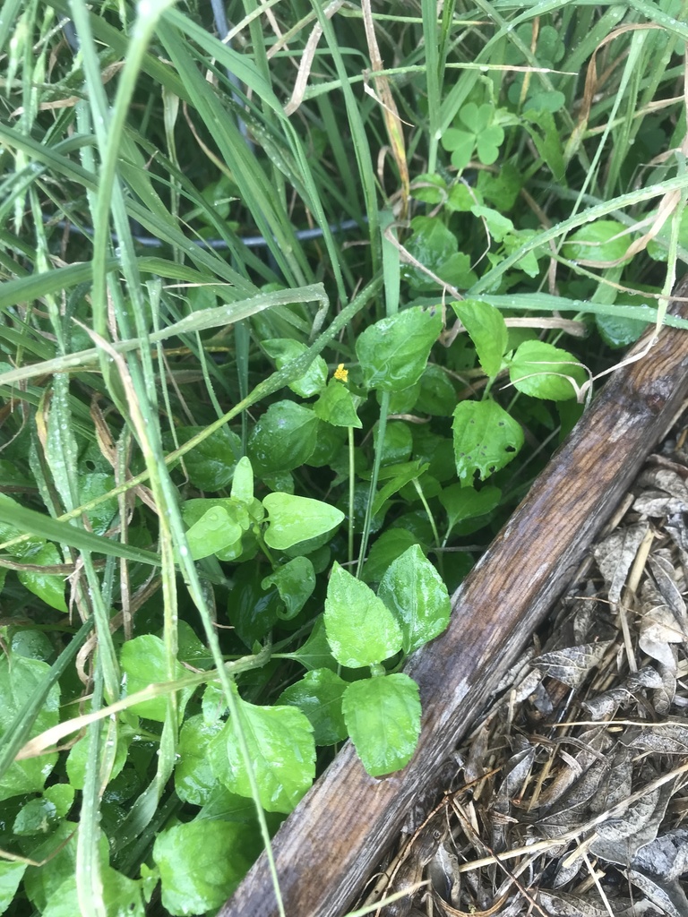 straggler daisy from Campion Red, San Antonio, TX, US on March 09, 2023 ...