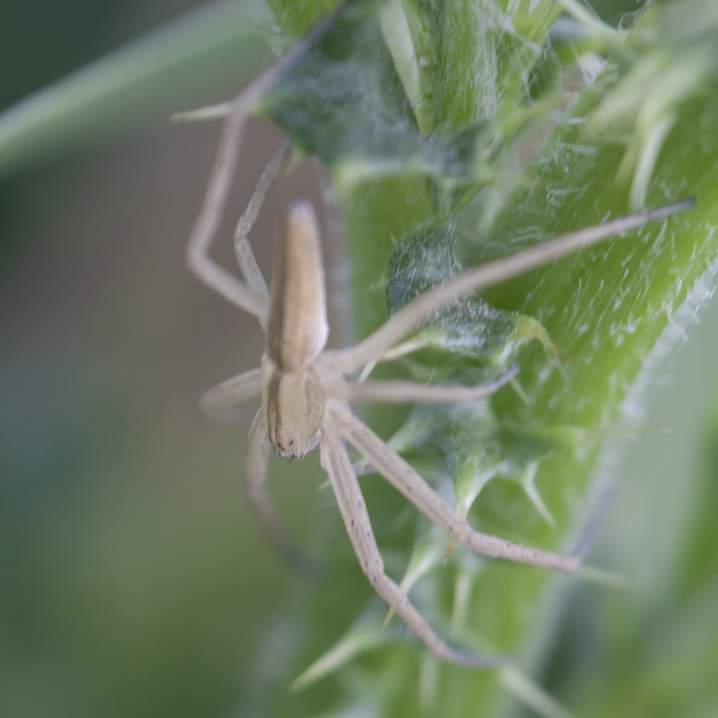 Oblong Running Spider from Meeker, CO 81641, USA on June 9, 2010 at 06: ...