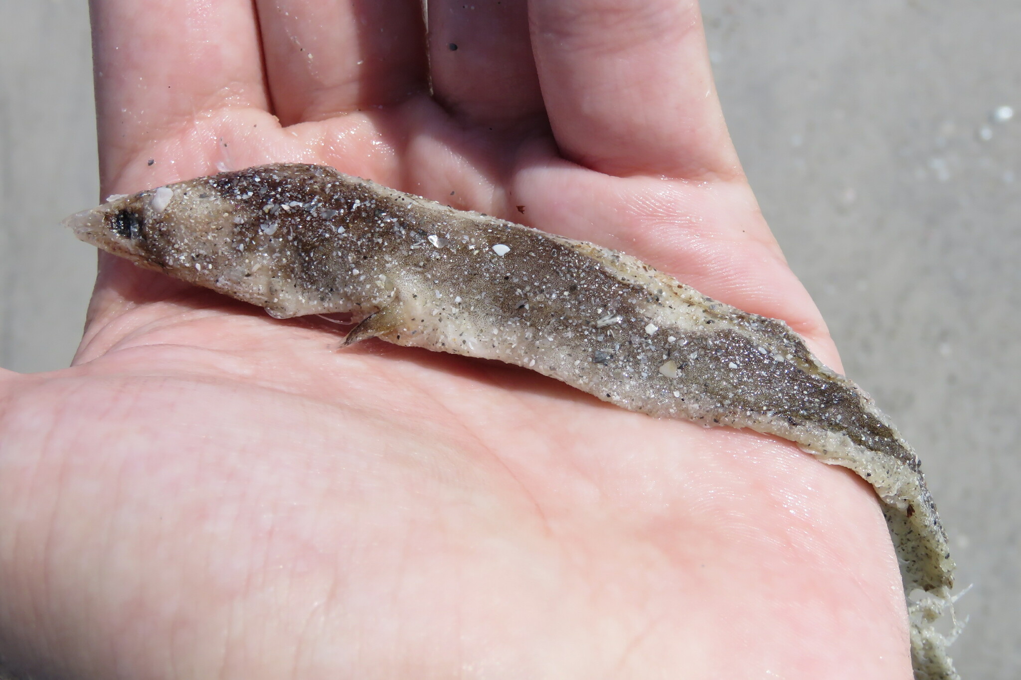 Bascanichthys bascanium (Jordan, 1884)