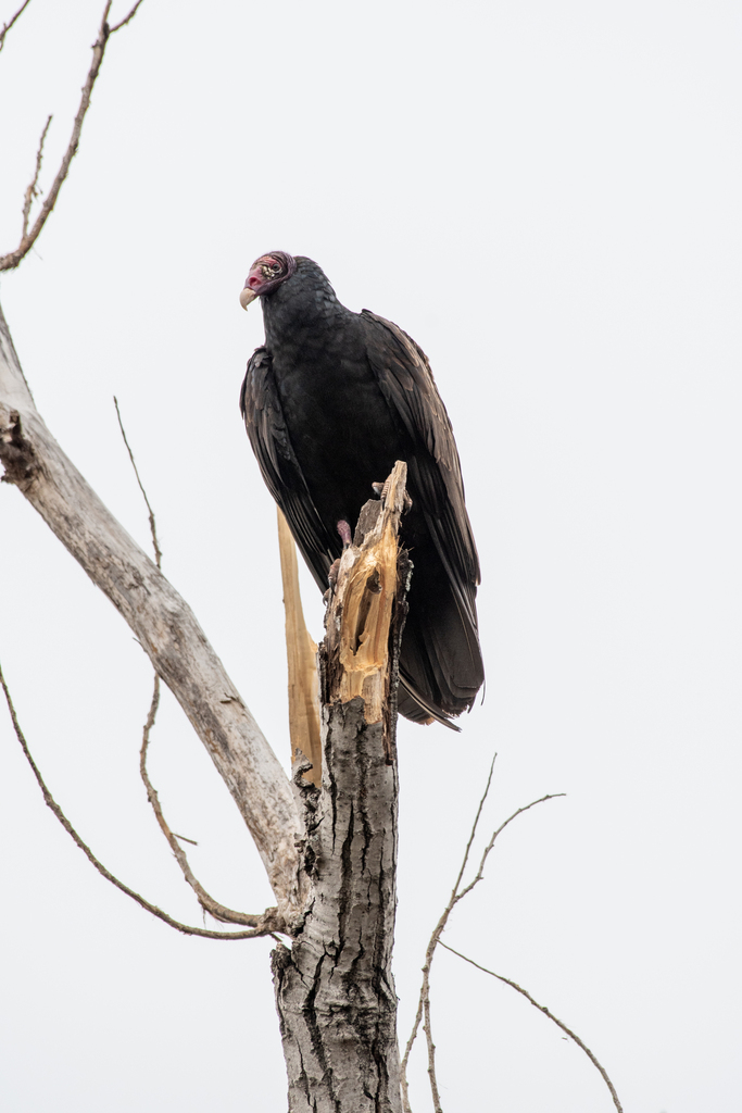 Turkey Vulture from Lewisville, TX, USA on March 09, 2023 at 12:41 PM ...