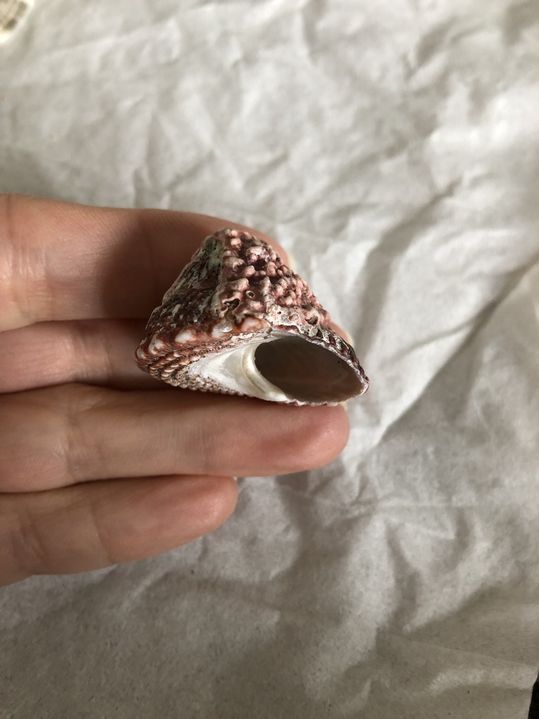 Red Turban Snail from North Pacific Ocean, Del Monte Forest, CA, US on ...