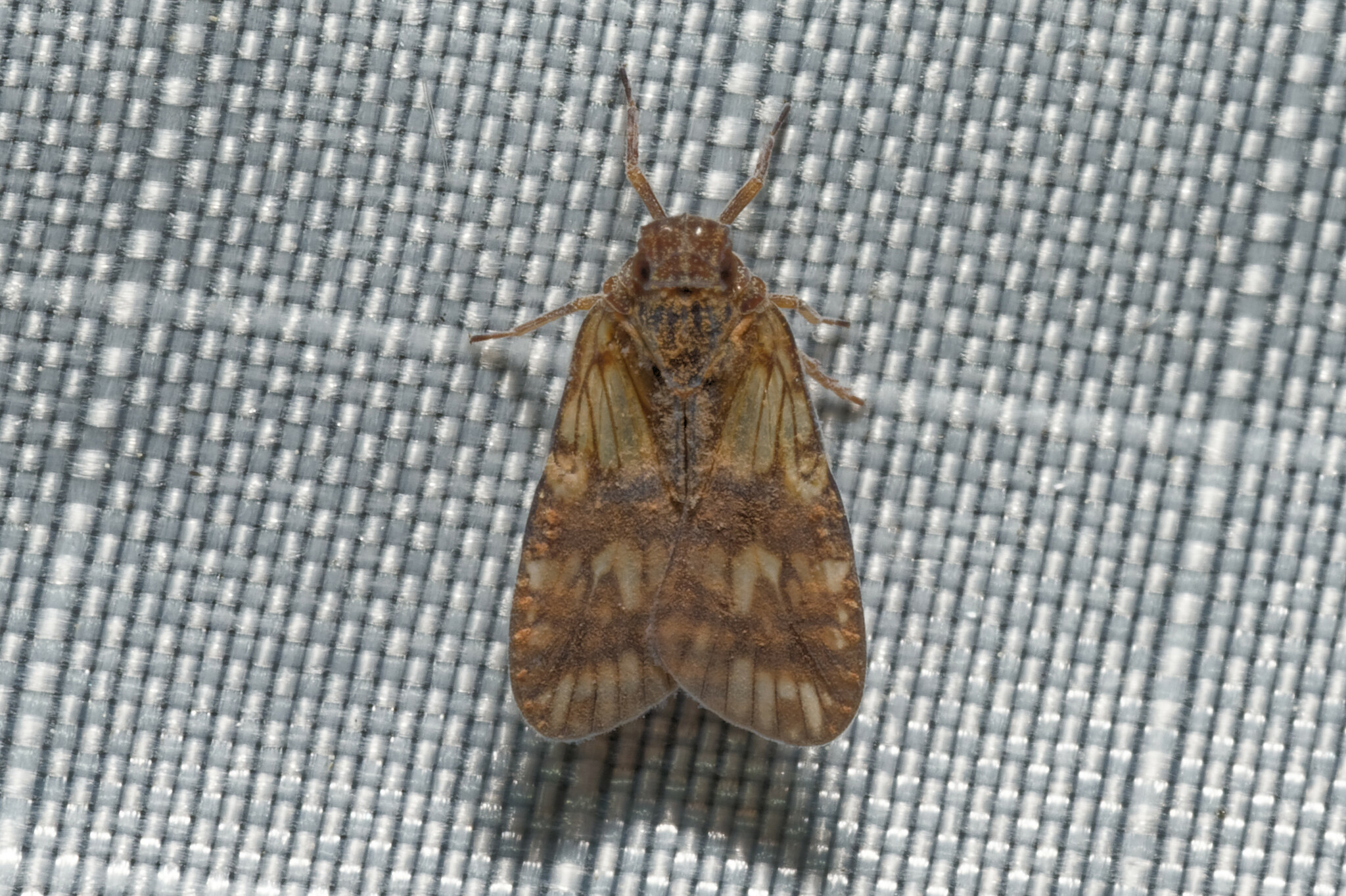 Cixiidae