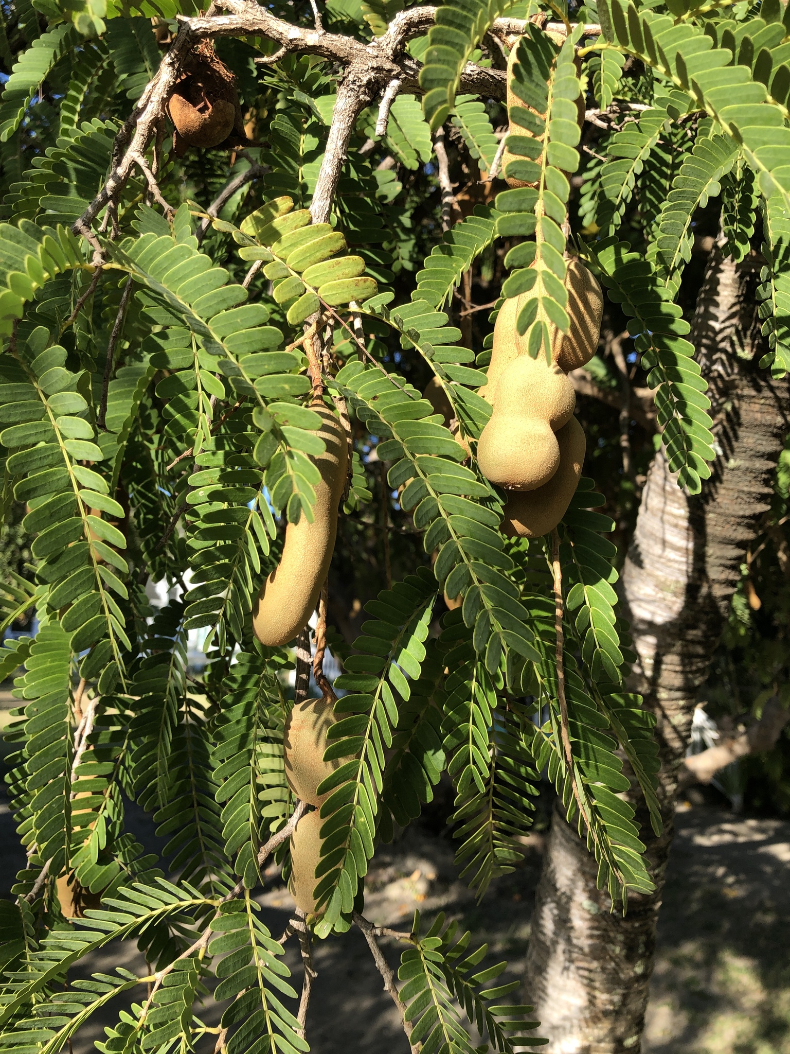 Tamarindus indica L.