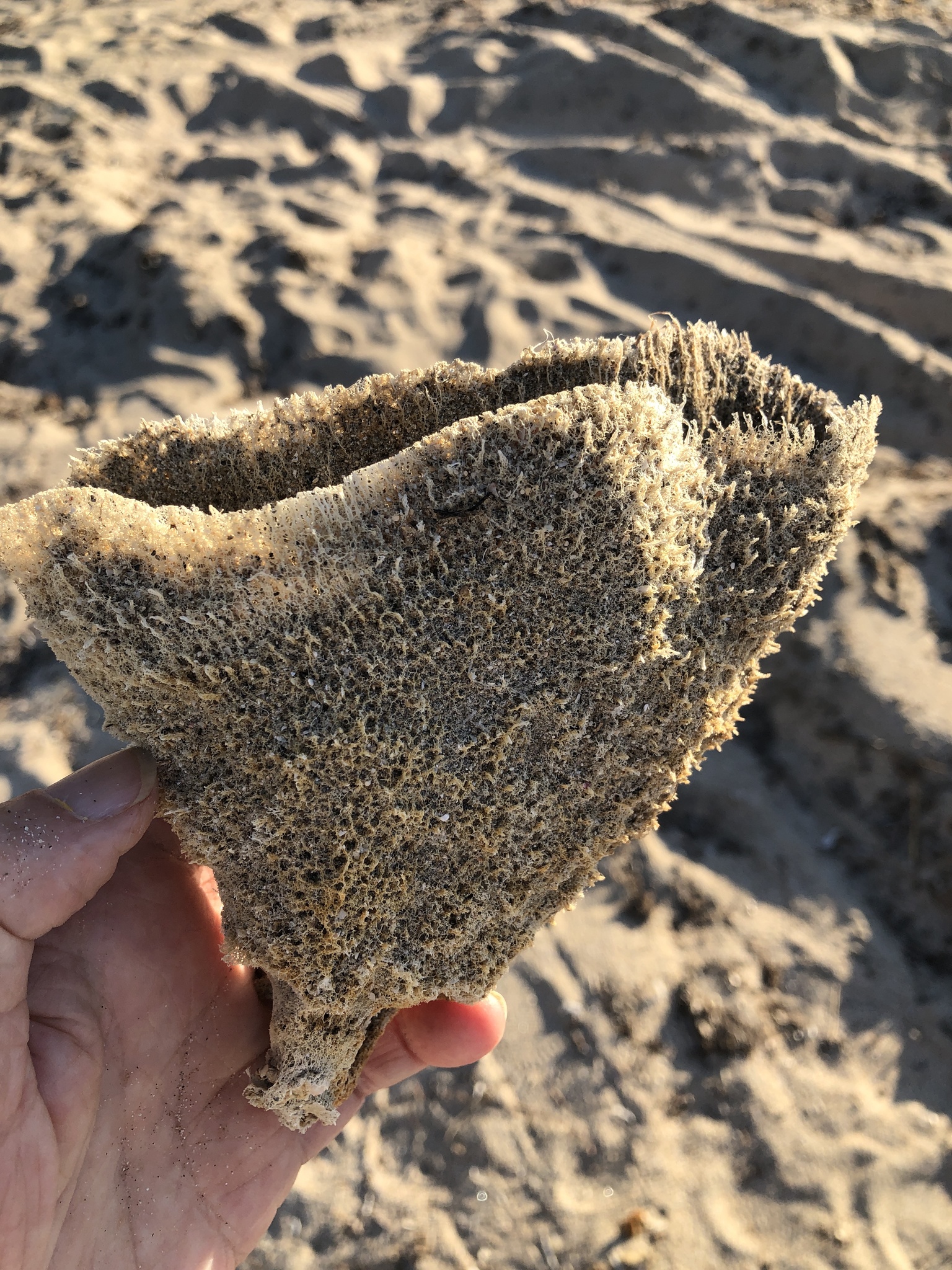 Niphates digitalis (Lamarck, 1814)