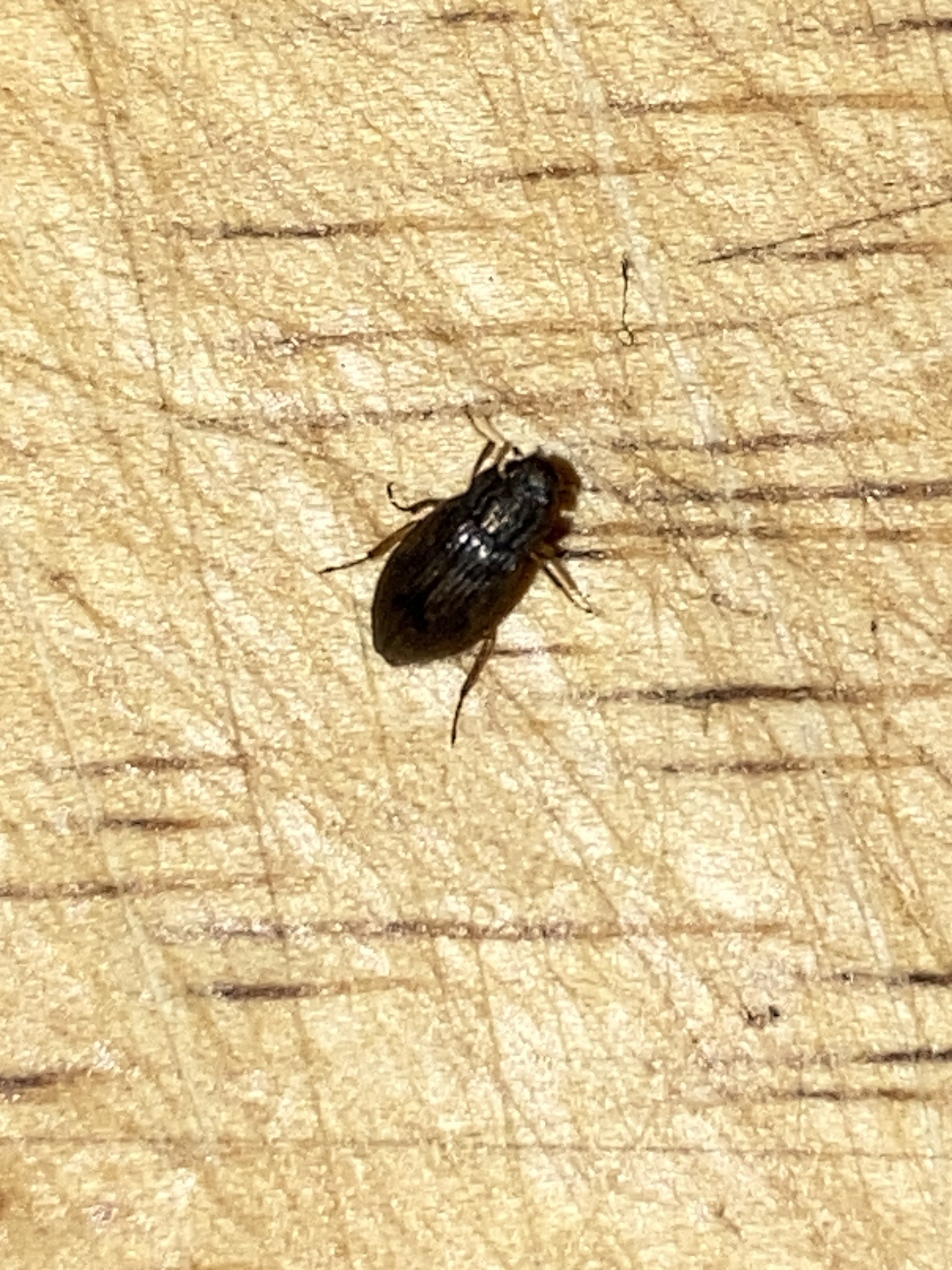 Helophoridae