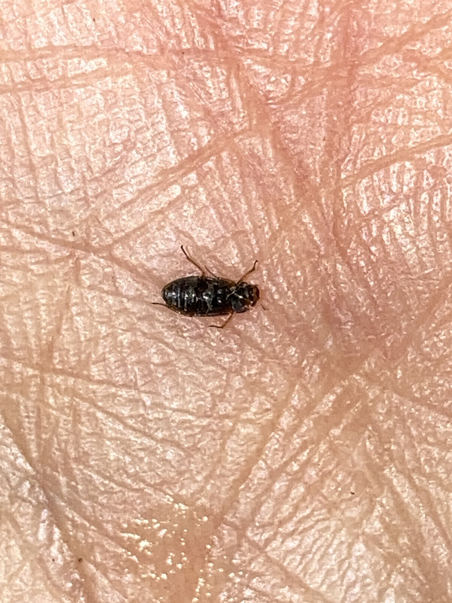 Helophoridae