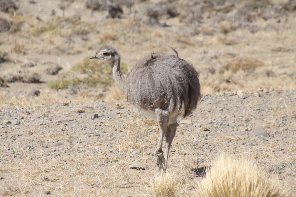 Lesser Rhea in February 2023 by Pablo Fraire · iNaturalist