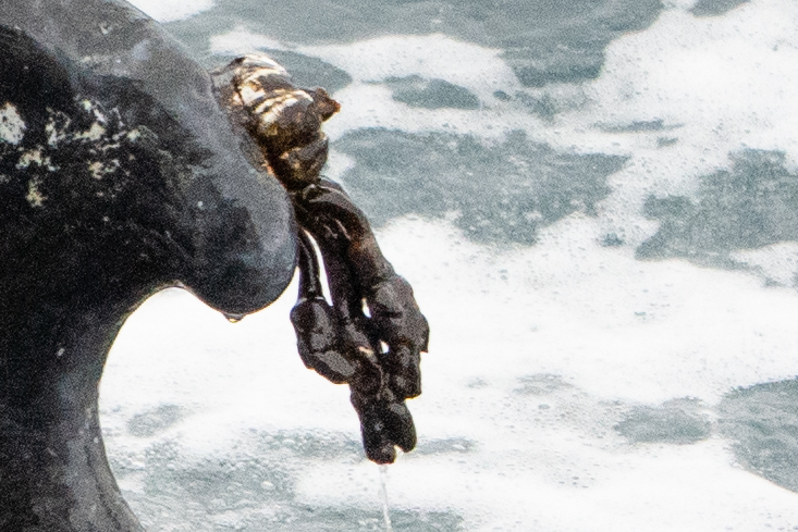 Rabbit-ear Barnacle on March 9, 2023 at 03:53 PM by whale_nerd. On top ...