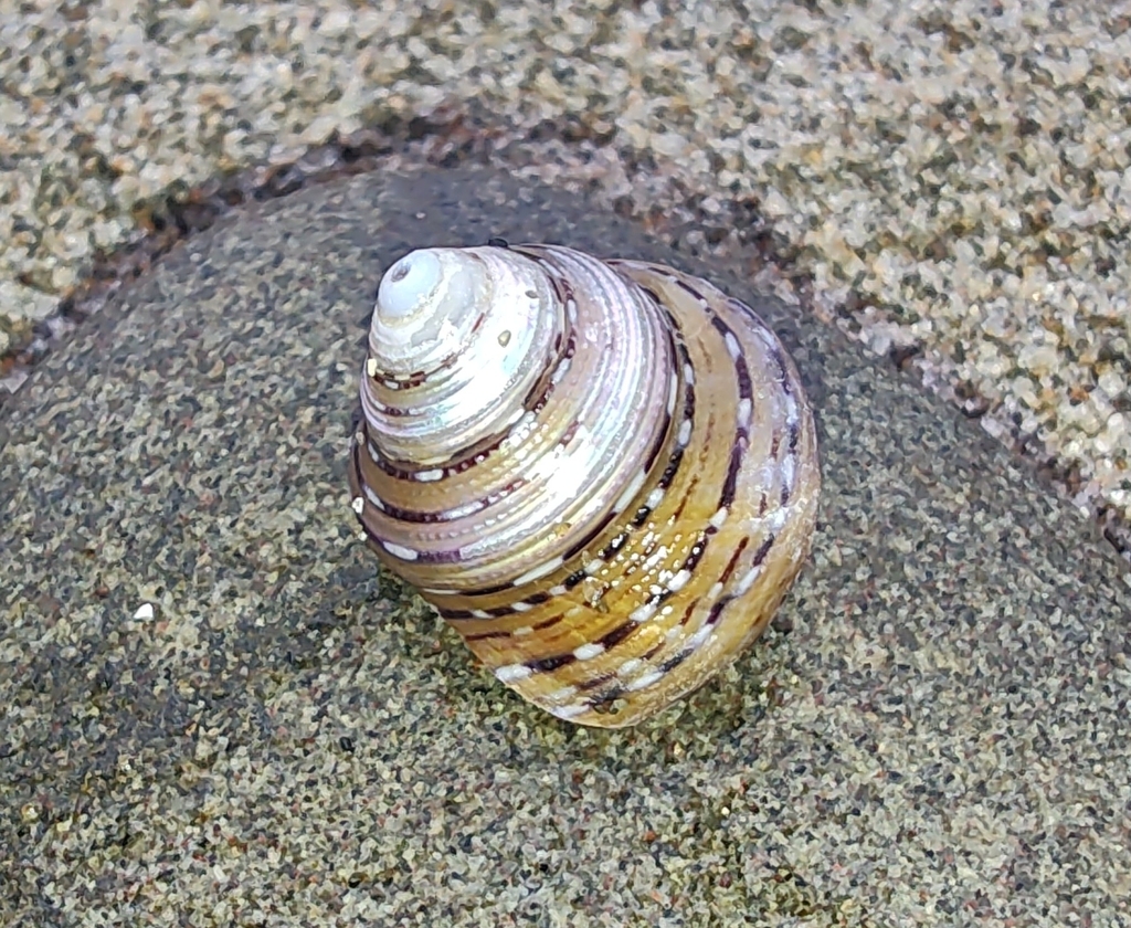 Three-colored Top Shell from Rio Del Mar, CA, USA on March 09, 2023 at ...