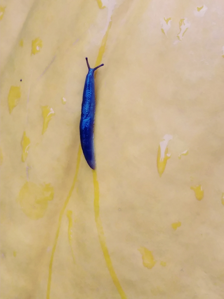 Smooth Land Slugs from 403 Isabella St, Neenah, WI 54956, USA on ...