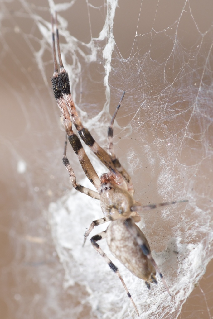 Ninja-star Ceiling Spider from Curepe, Trinidad and Tobago on March 09 ...