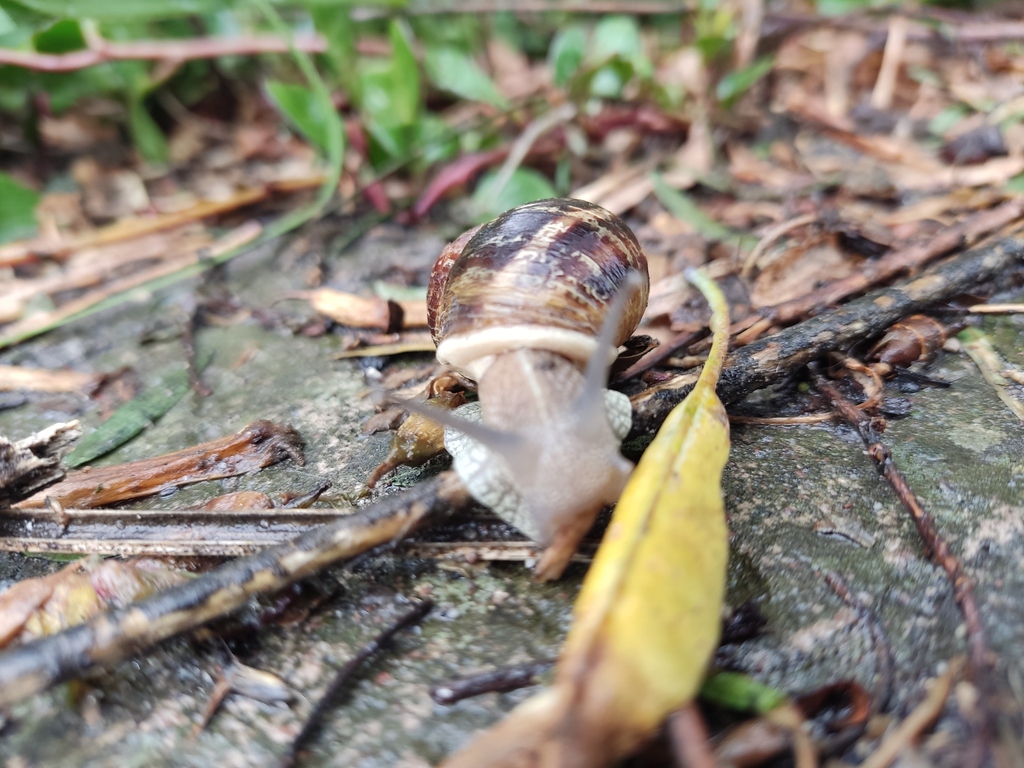 Garden Snail from Pomasqui, Quito, Ecuador on March 9, 2023 at 03:56 PM ...