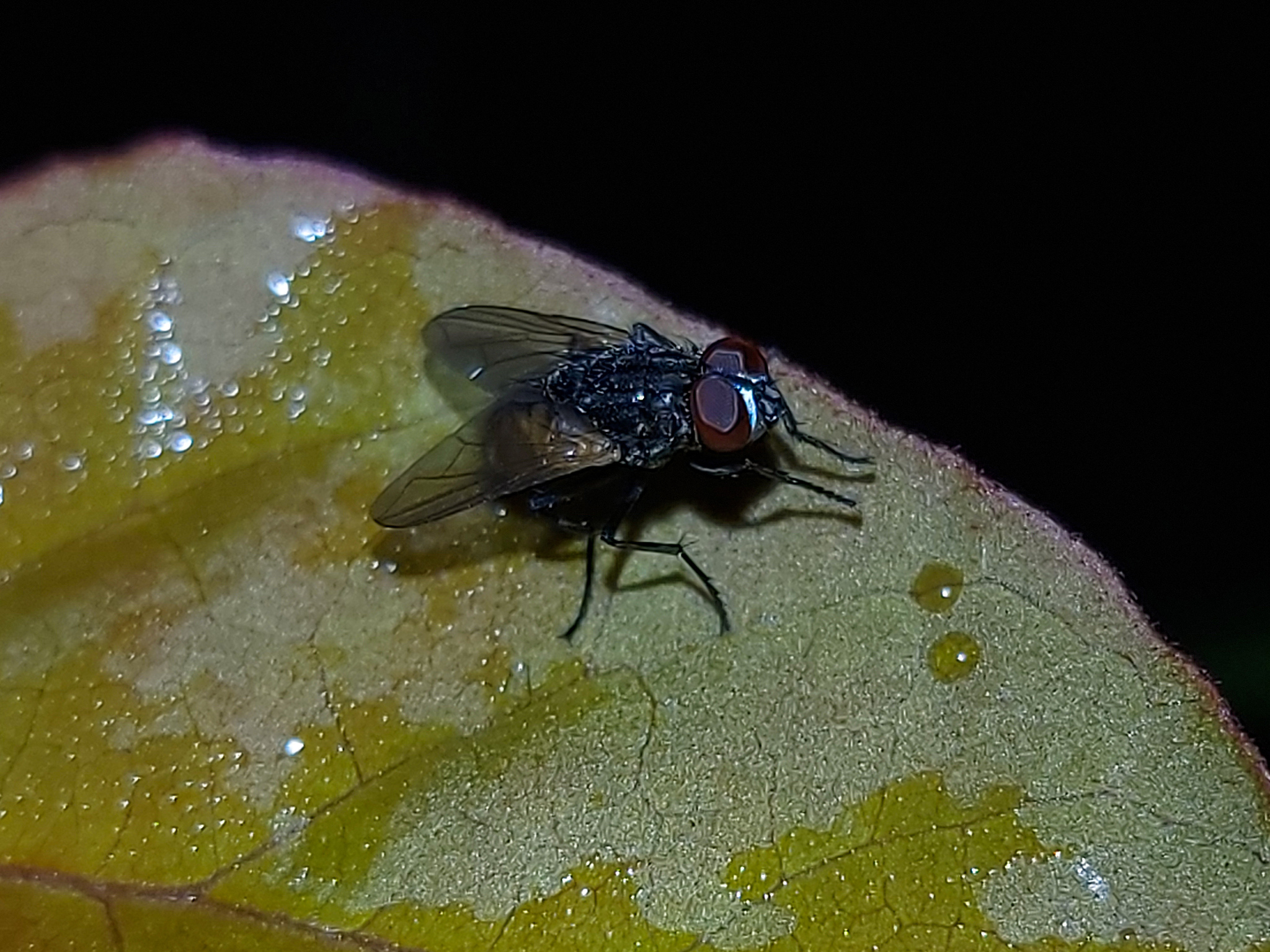 Musca domestica Linnaeus, 1758