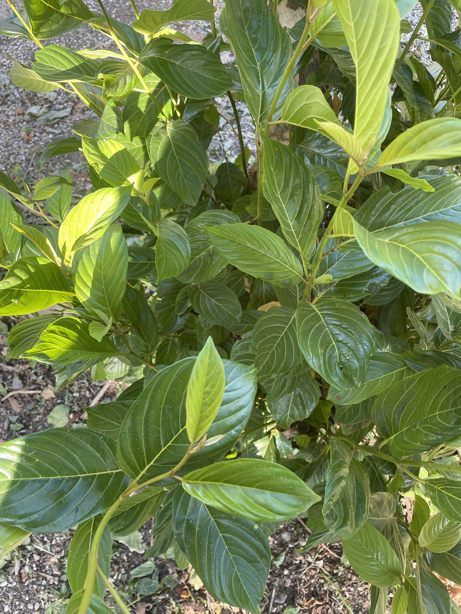 Colubrina arborescens (Mill.) Sarg.