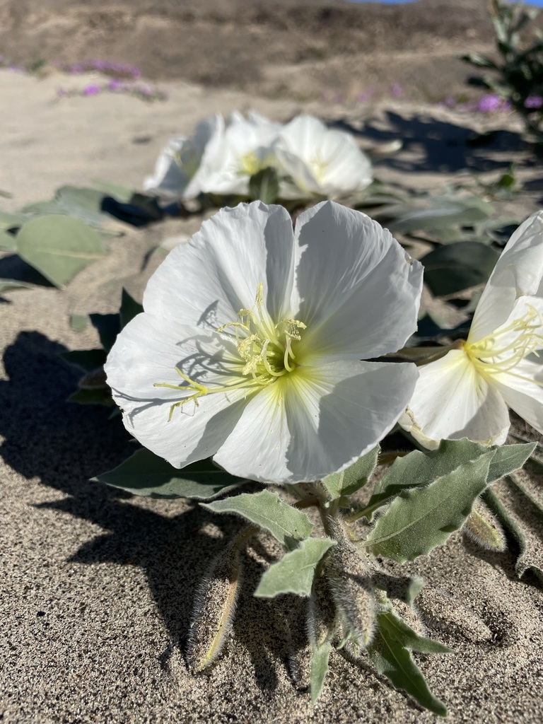 Annual Evening Primrose from San Diego, California, United States on ...