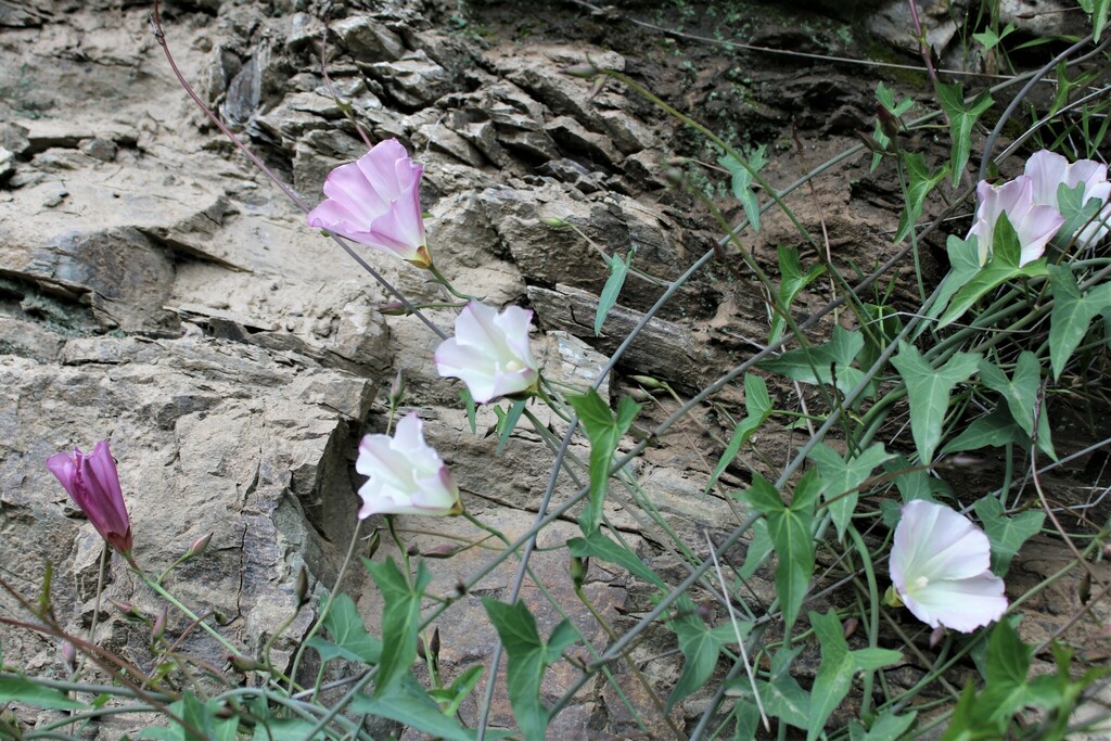 Pacific False Bindweed from 535 W Blithedale Ave, Mill Valley, CA 94941 ...