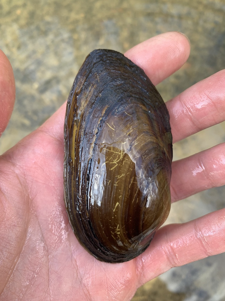 Pondhorn from Grand-Gulf Rd, Port Gibson, MS, US on February 7, 2023 at ...