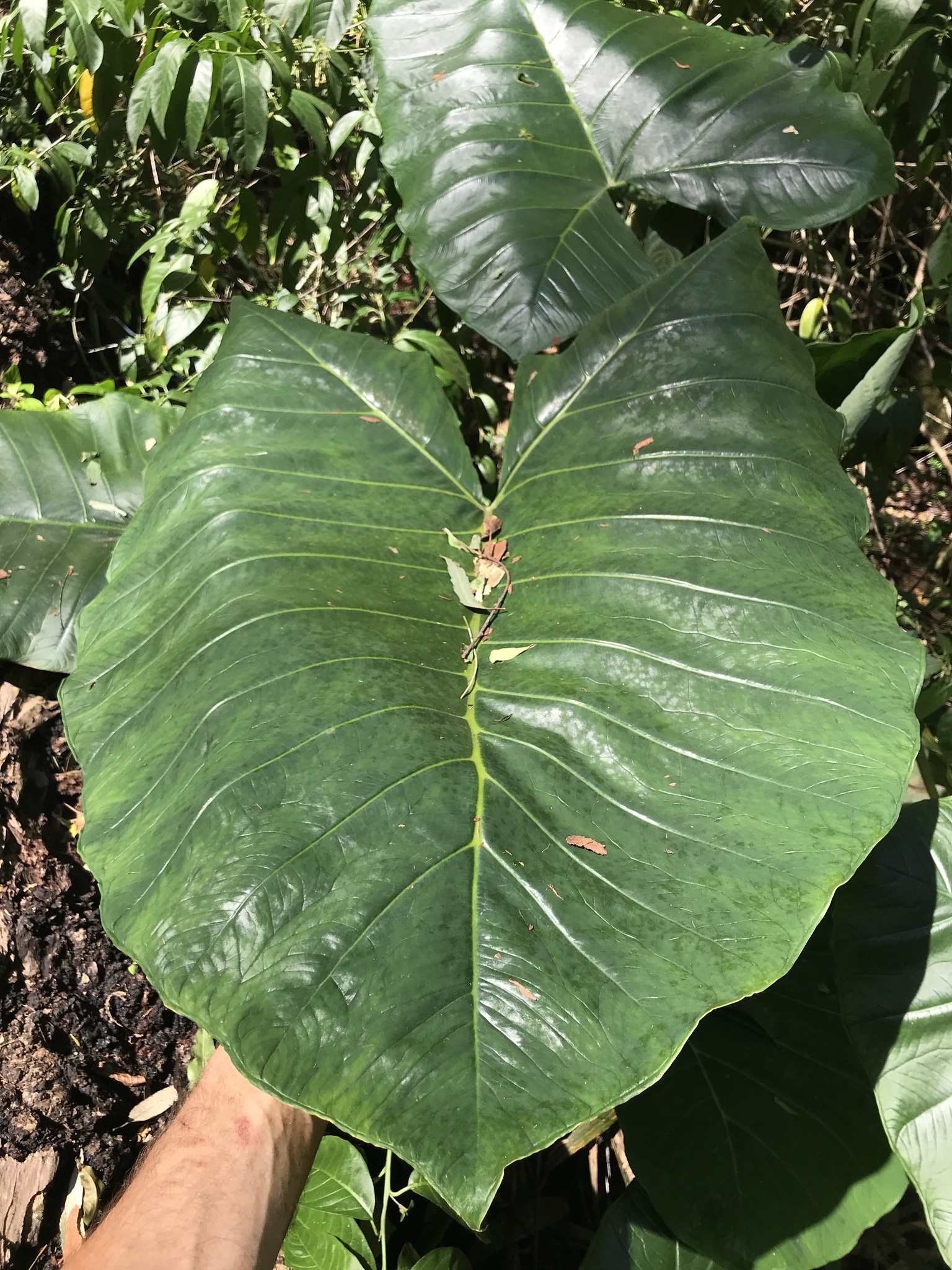 Xanthosoma robustum Schott