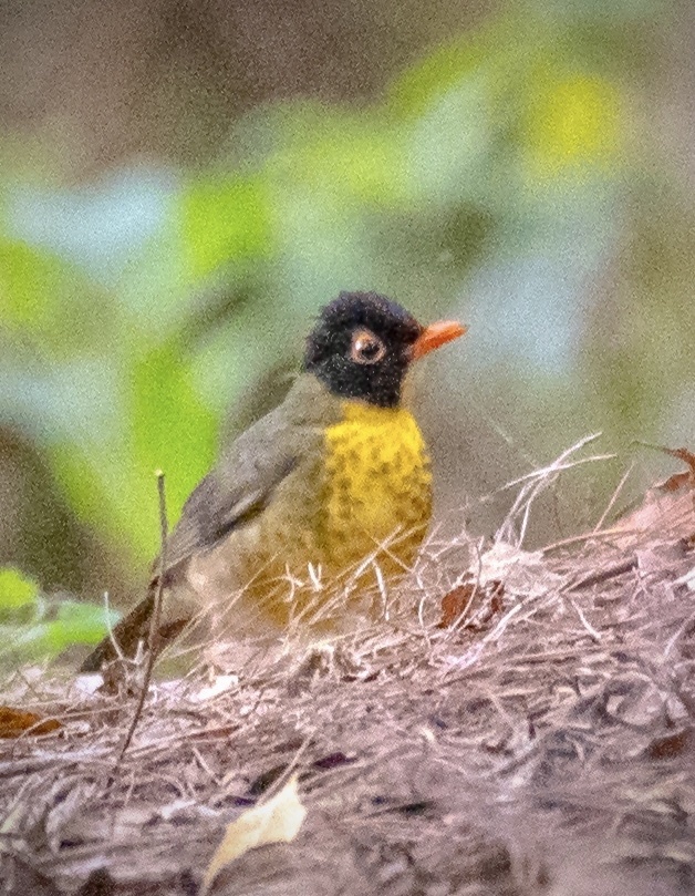 Yellow-throated Nightingale-Thrush from Coapilla, Chiapas, MX on March ...