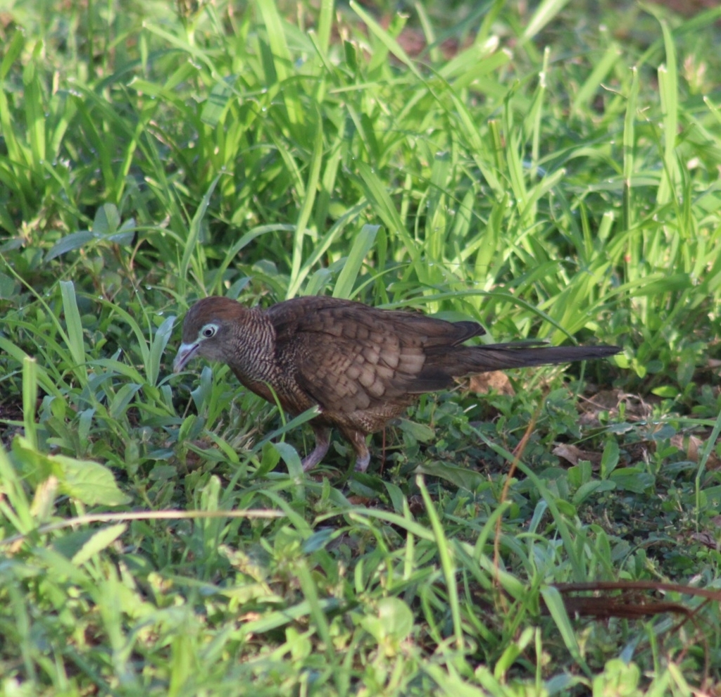 Zebra Dove from Kapahulu Ave + Opp Campbell Ave, Honolulu, HI 96815 ...