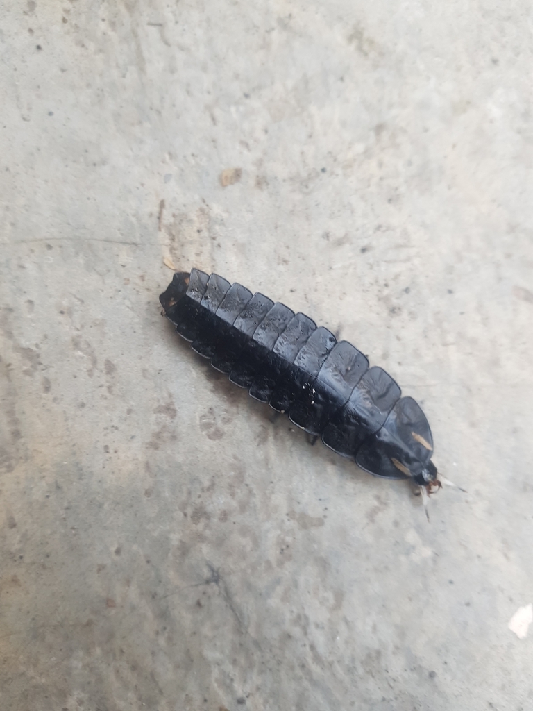 Giant Fireflies from Lembang, Kec. Lembang, Kabupaten Bandung Barat ...