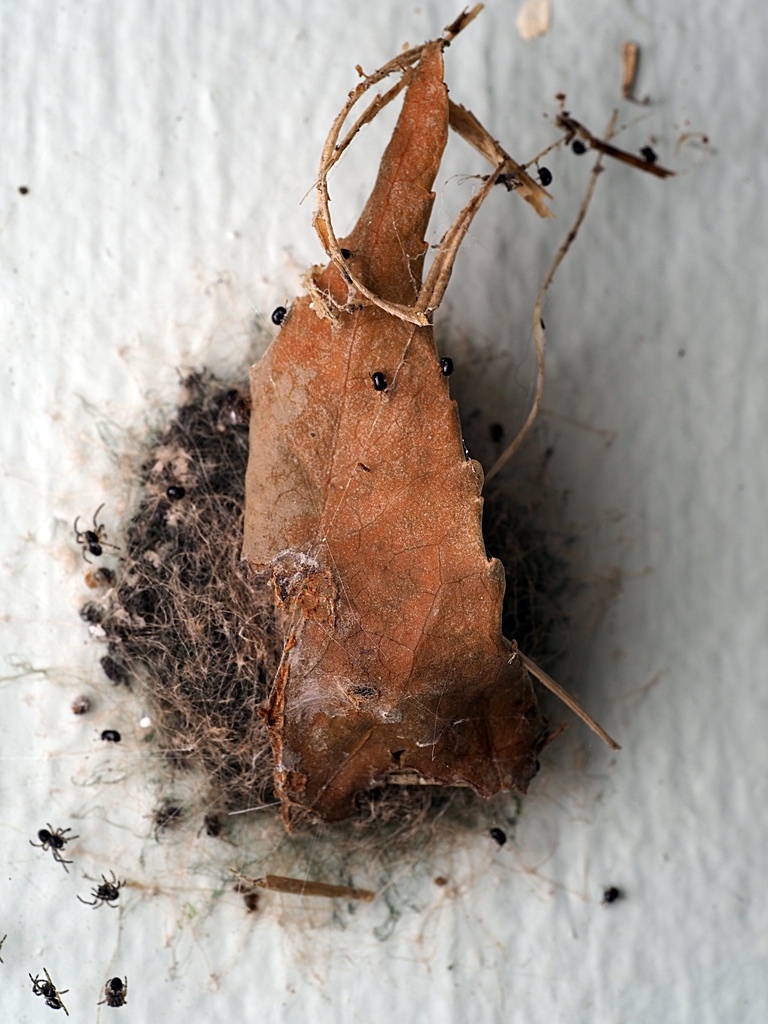 Baeus from Kaeo, New Zealand on March 09, 2023 at 07:58 PM by Tom ...