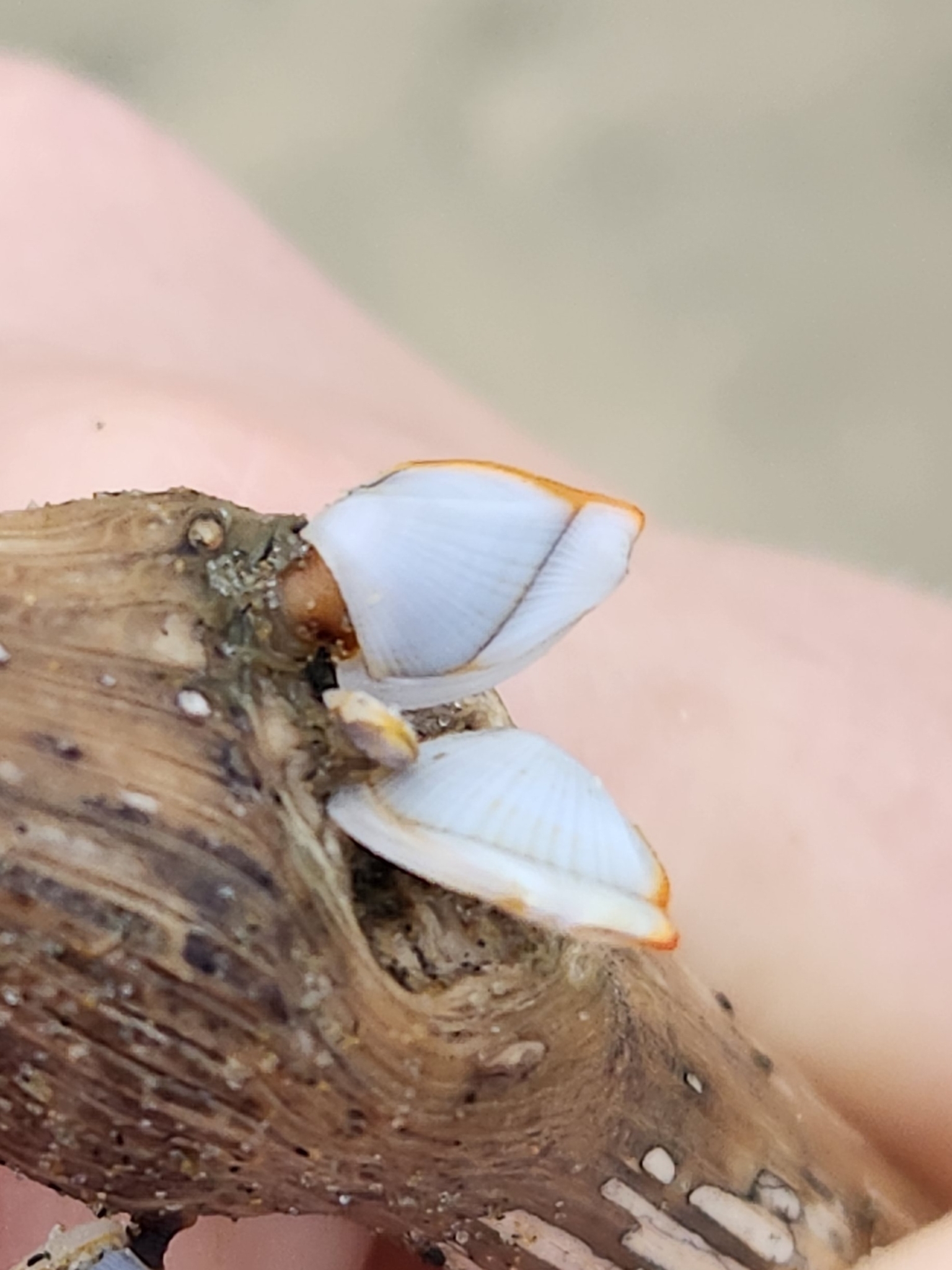 Lepas anserifera Linnaeus, 1767