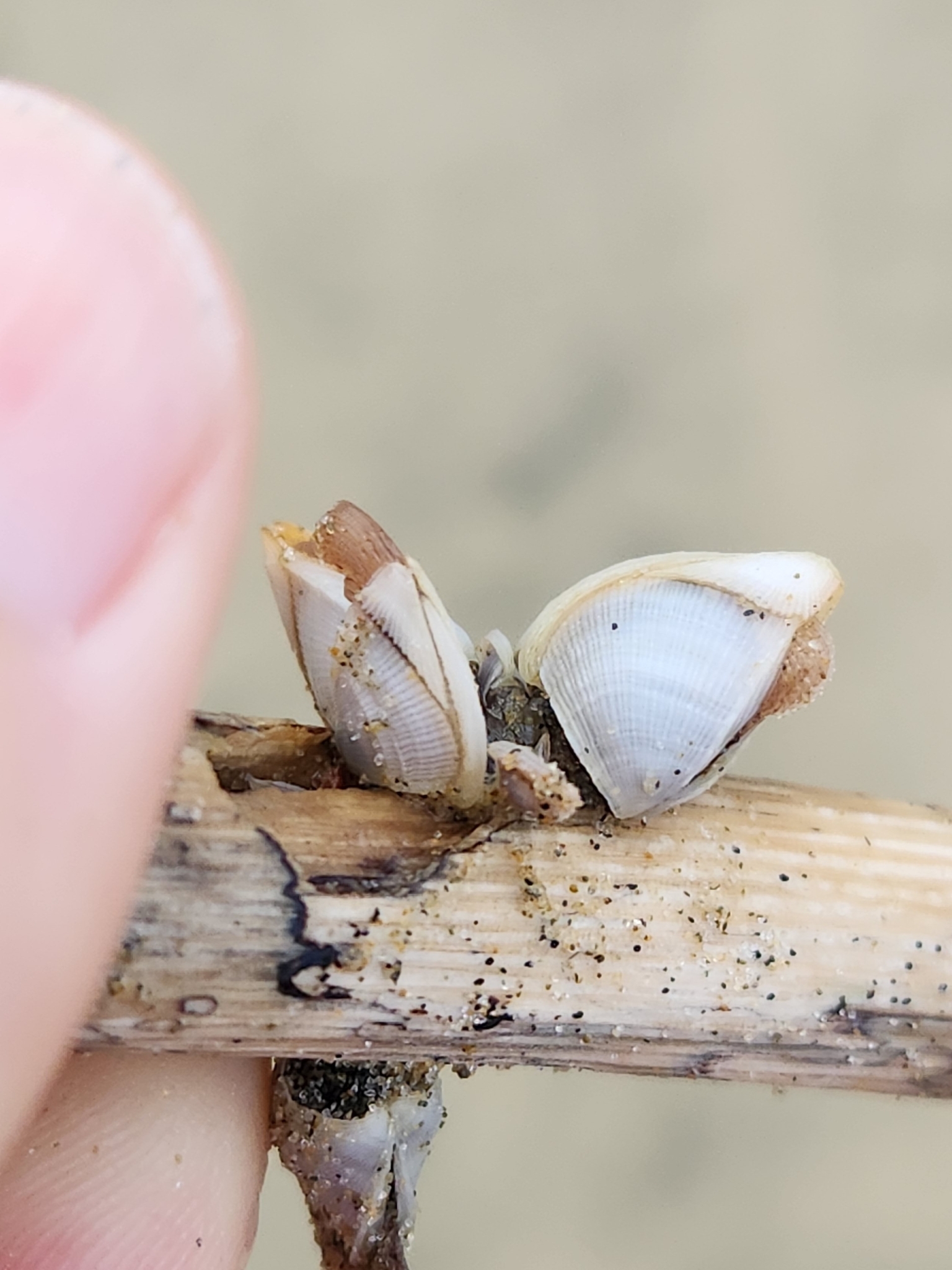 Lepas anserifera Linnaeus, 1767