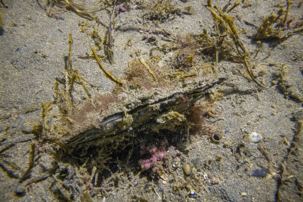 Horse Mussel from Auckland, New Zealand on March 10, 2023 at 09:40 AM ...