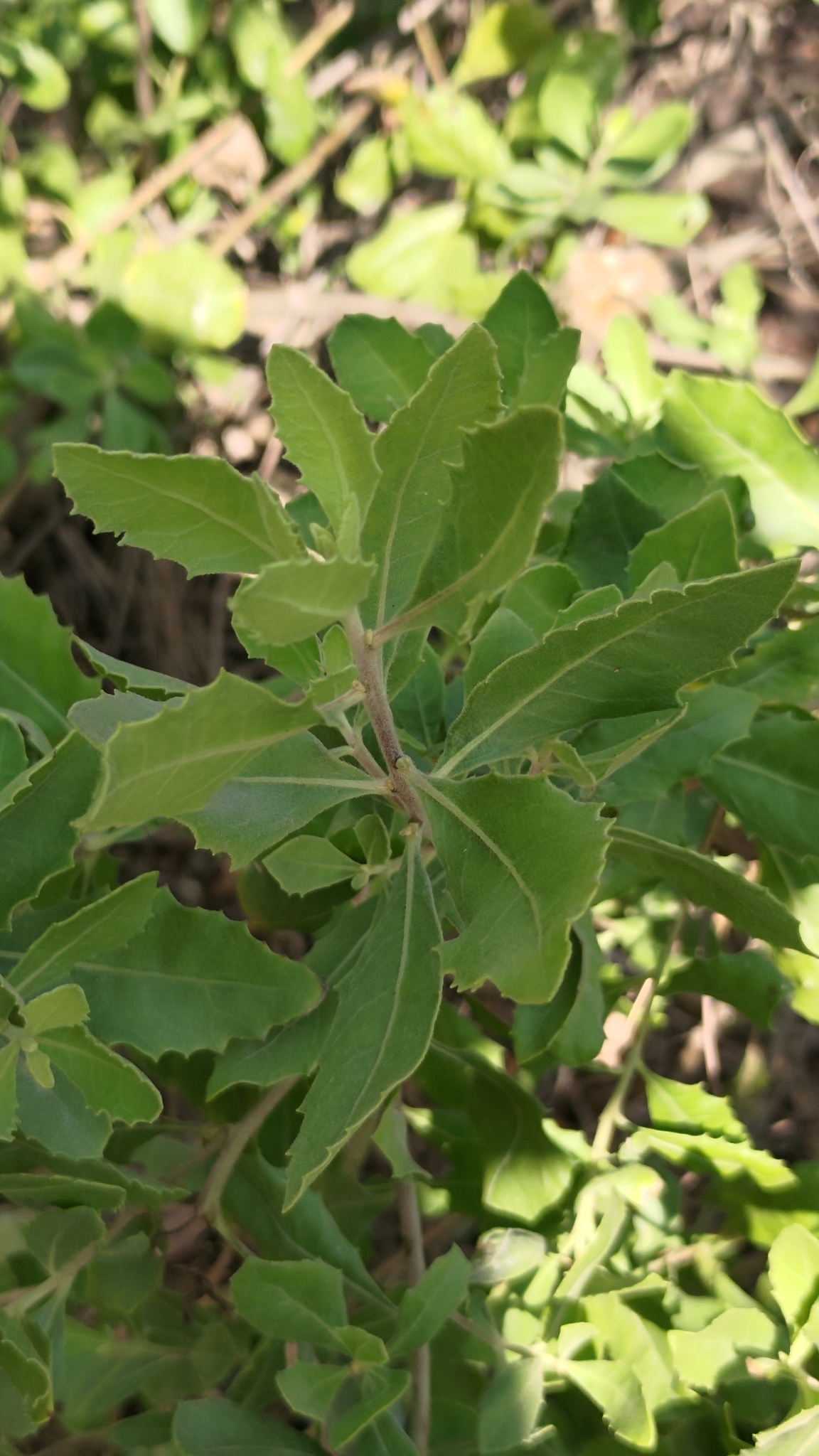 Pluchea indica (L.) Less.