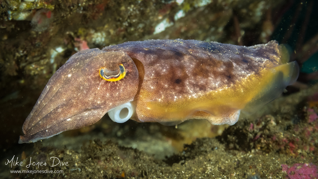 Reaper Cuttlefish from Sydney NSW, Australia on March 10, 2023 at 08:03 ...