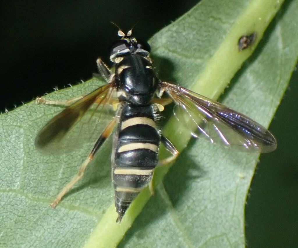 Yellow-haired Falsehorn in June 2022 by Angus Mossman. On foliage of ...