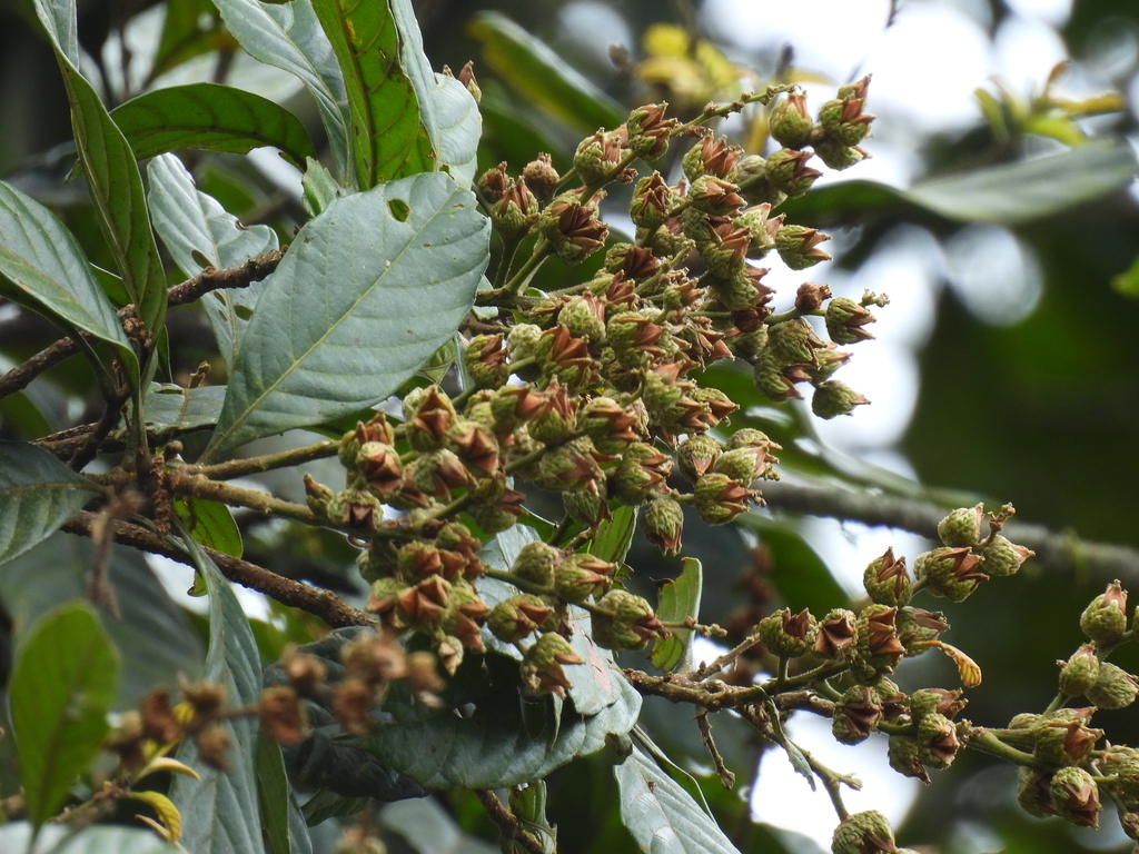 Trigonobalanus excelsa in March 2023 by Jorge L. Peña · iNaturalist