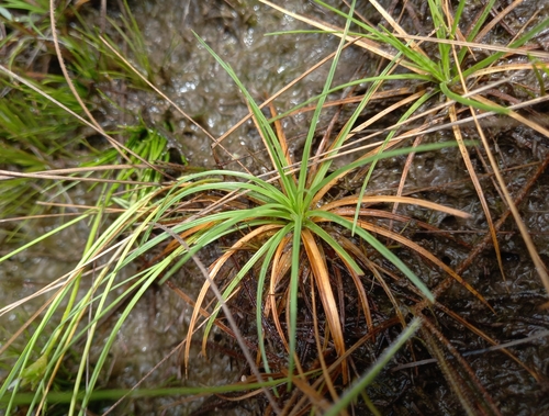 Rhynchospora curvula · iNaturalist