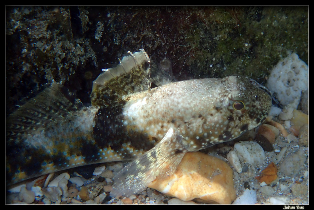Dusky Frillgoby from Baie des Citrons - Noumea on July 27, 2020 at 02: ...