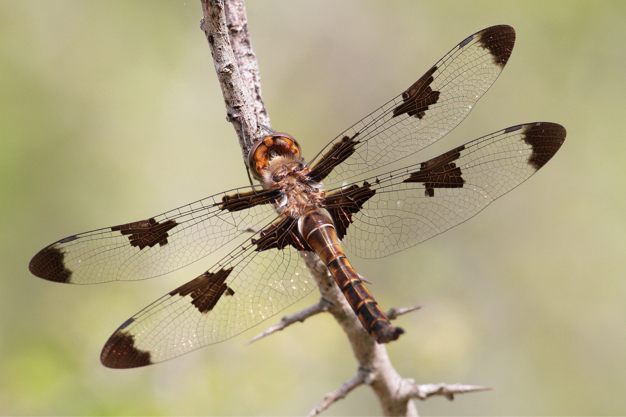 Epitheca princeps Hagen, 1861