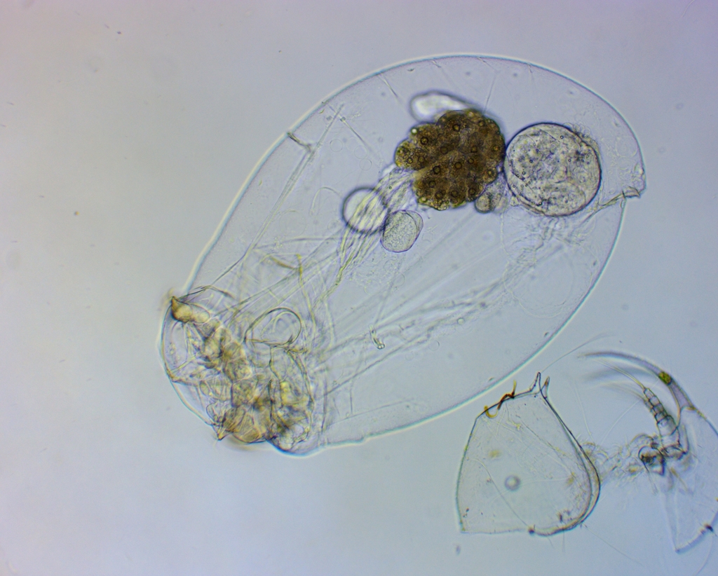 Asplanchna from Skillman, Montgomery, NJ, USA on March 5, 2023 at 10:13 ...