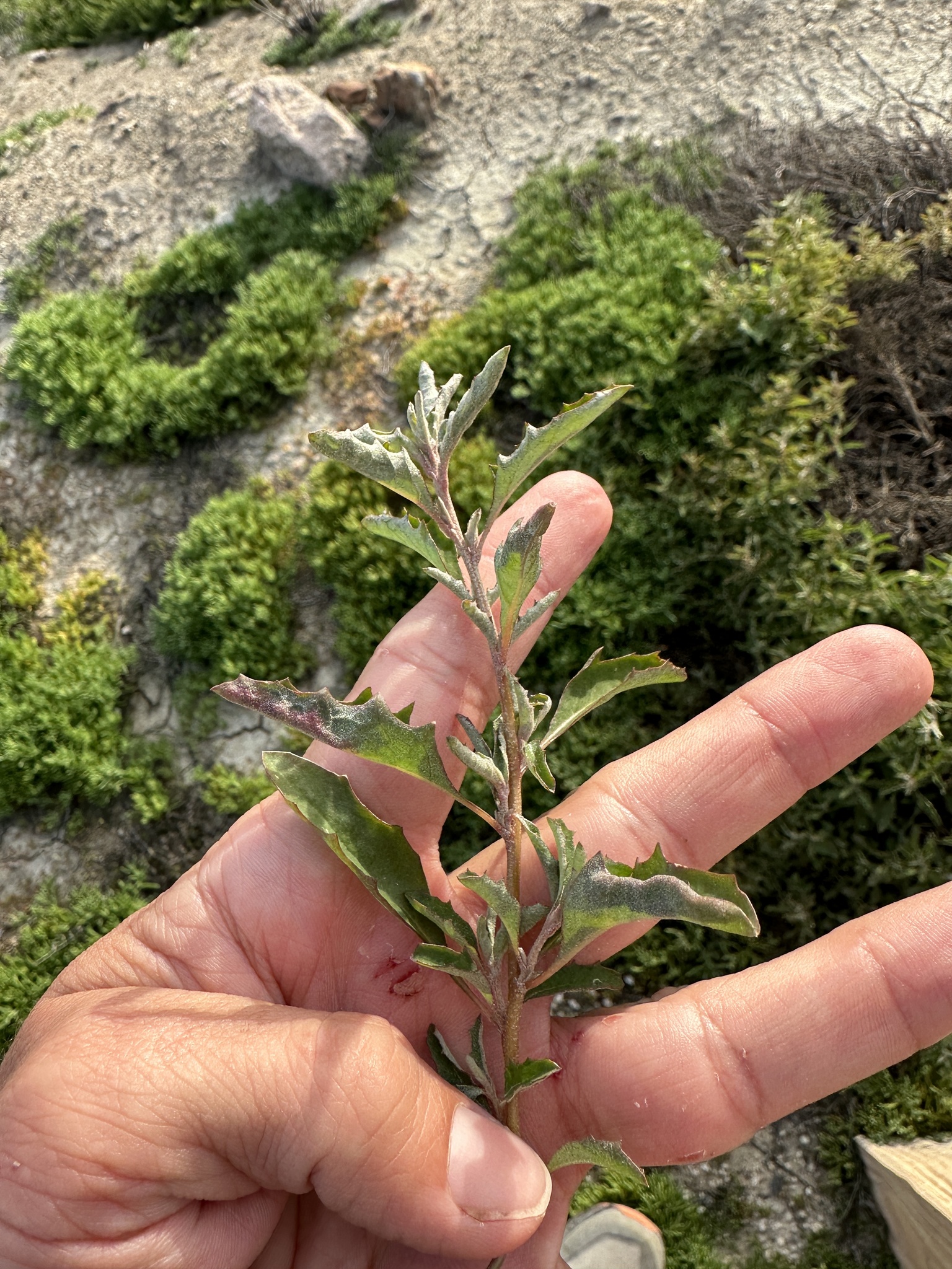 Atriplex semibaccata R.Br.