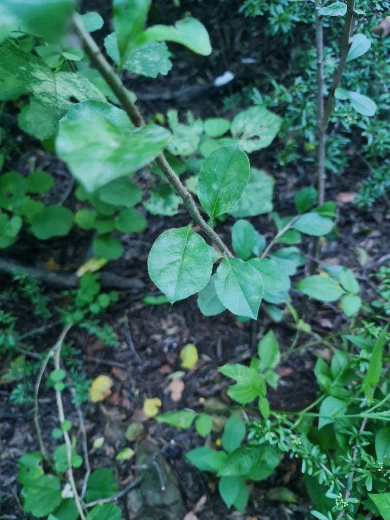 Puzzle Bush from Merafong City Local Municipality, South Africa on ...