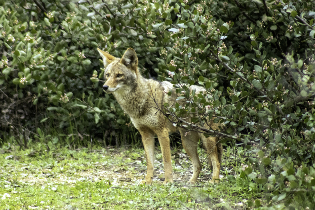 Coyote from South Arroyo, Pasadena, CA, USA on March 9, 2023 at 04:07 ...