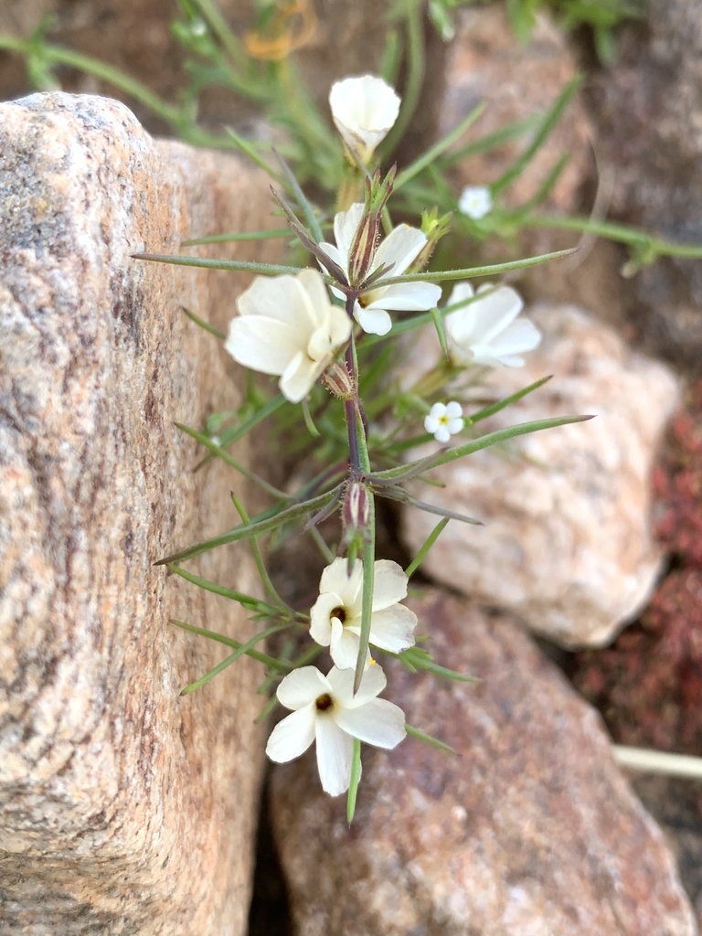 Jones' Linanthus in March 2023 by desertsolitude · iNaturalist