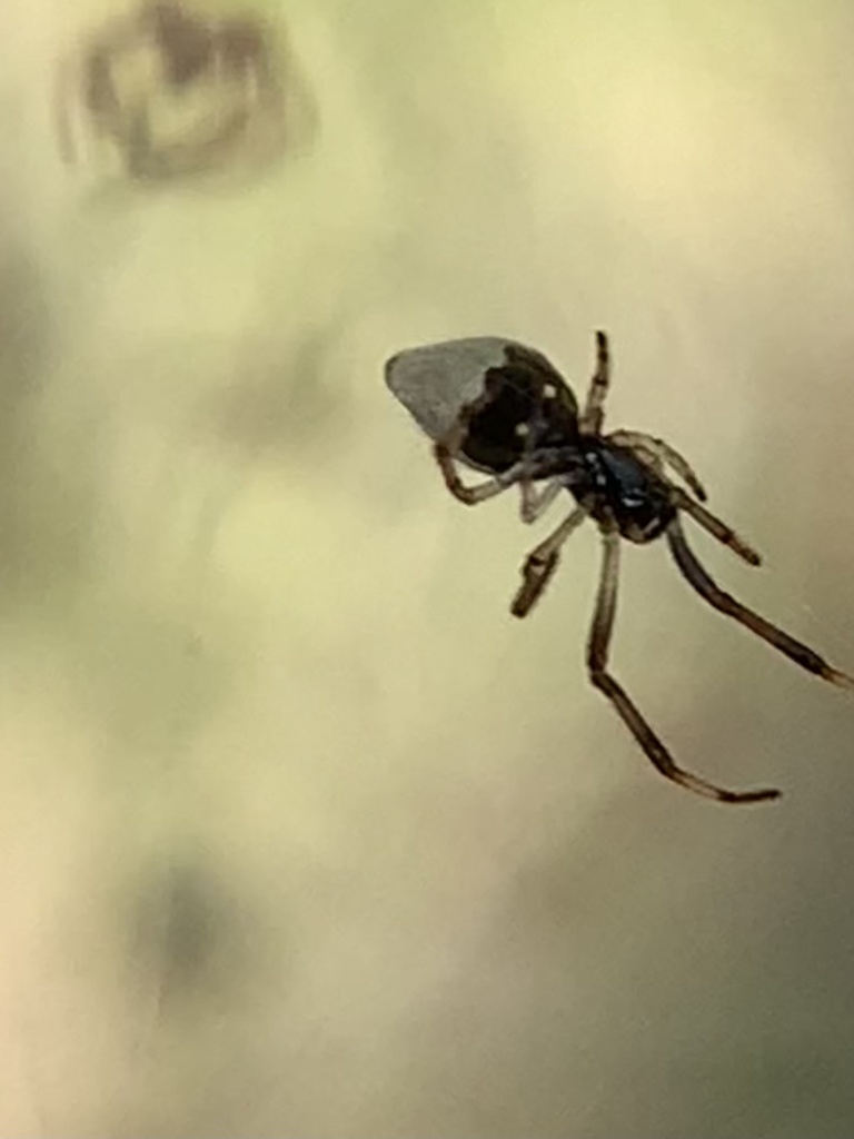 American Dewdrop Spider from CR-316, Brazoria, TX, US on February 24 ...