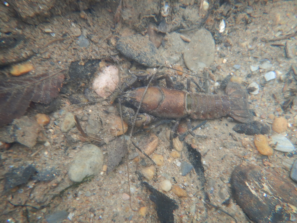 Chattahoochee Crayfish from Hiwassee River, Powerhouse Recreation Area ...