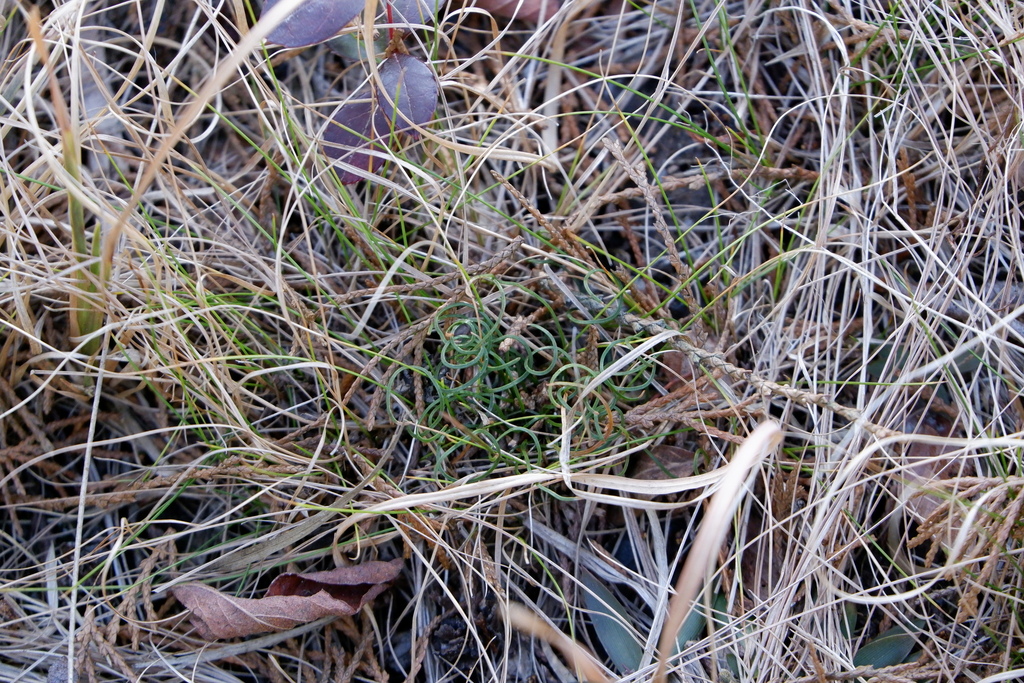 curly grass fern in March 2023 by Bonnie Semmling · iNaturalist
