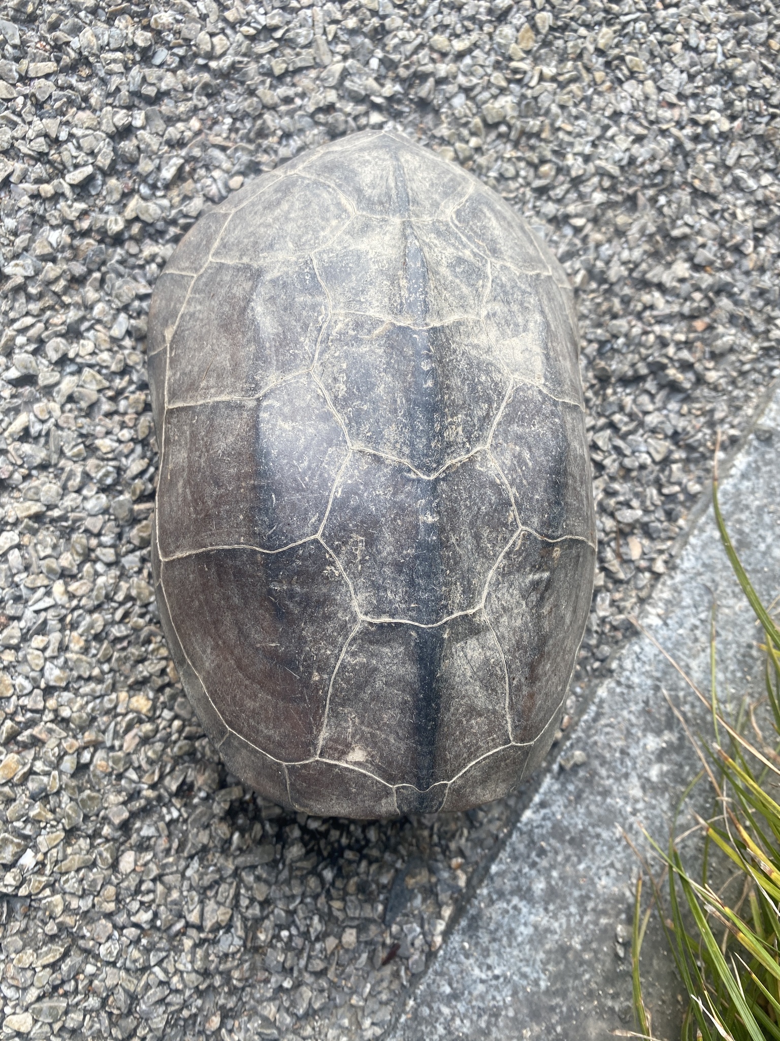 Mauremys reevesii (Gray, 1831)