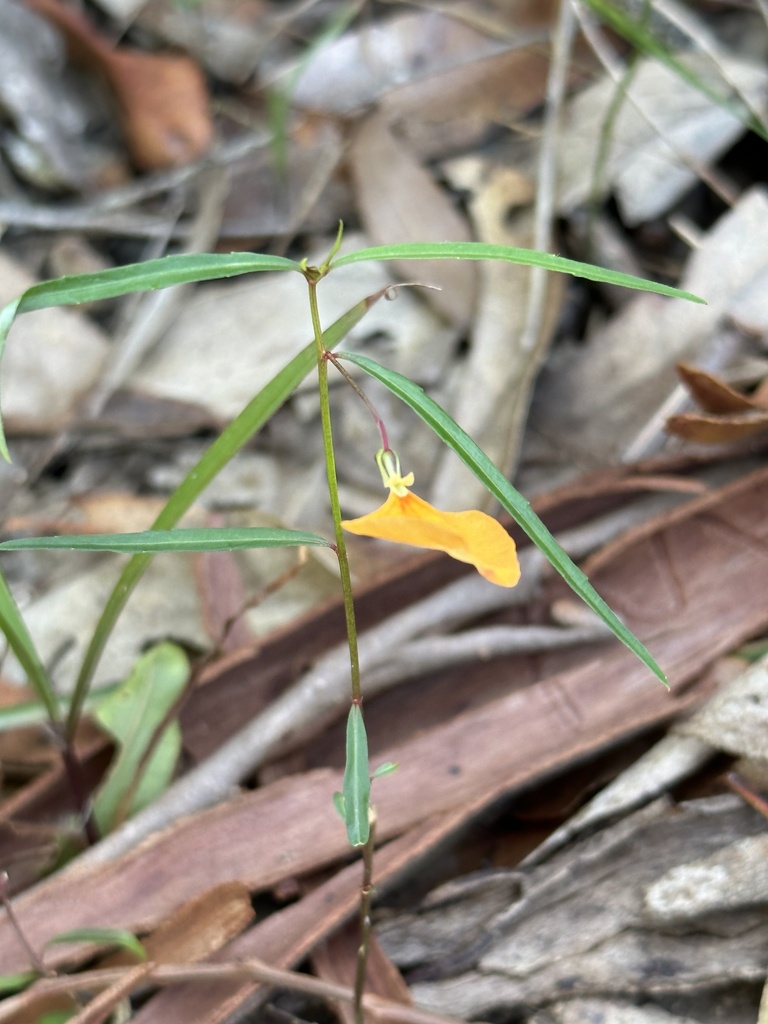 spade flower from Noosa National Park, Noosa Heads, QLD, AU on March 06 ...